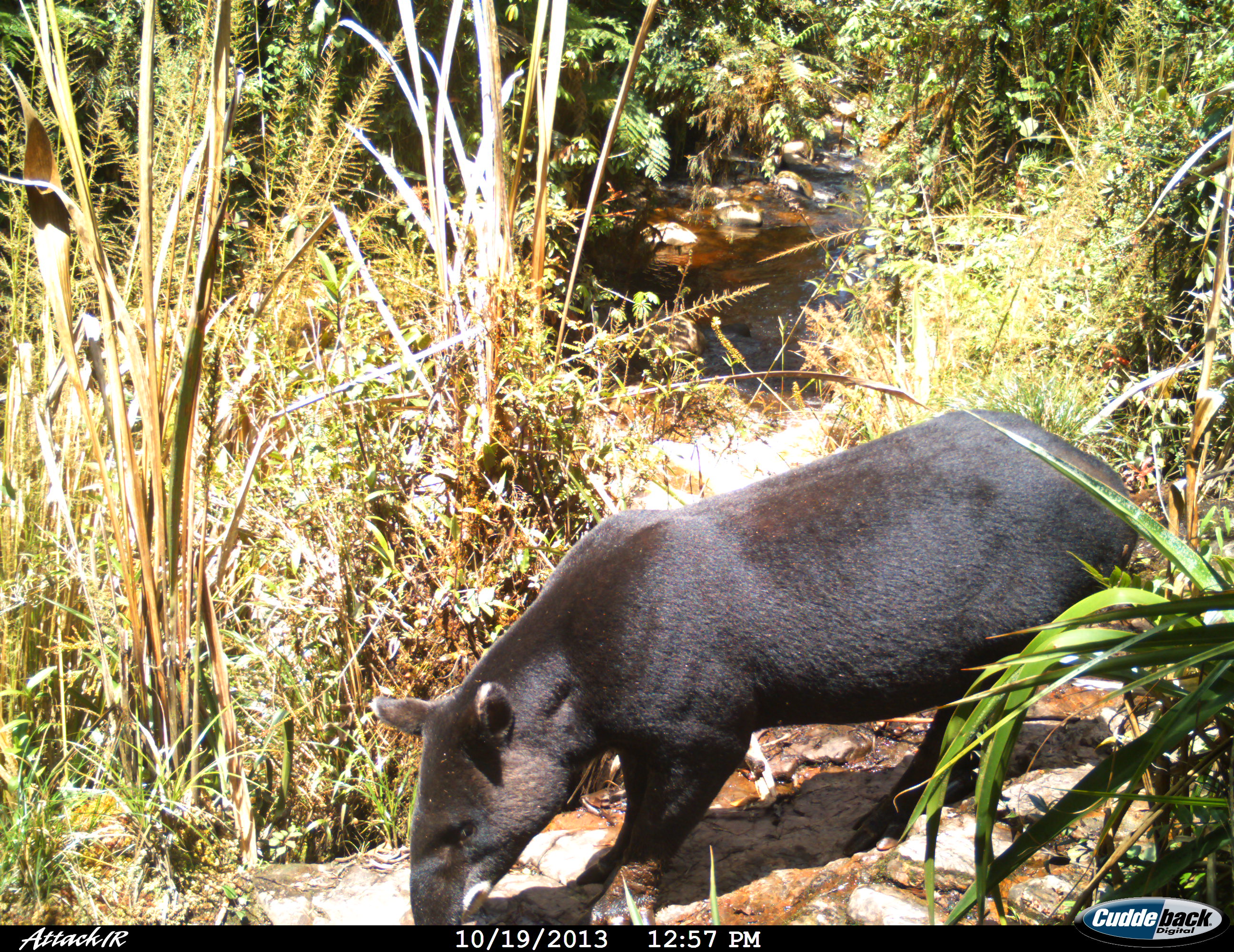 En Huila, Tercer Festival Nacional de Oso Andino y Danta de Montaña