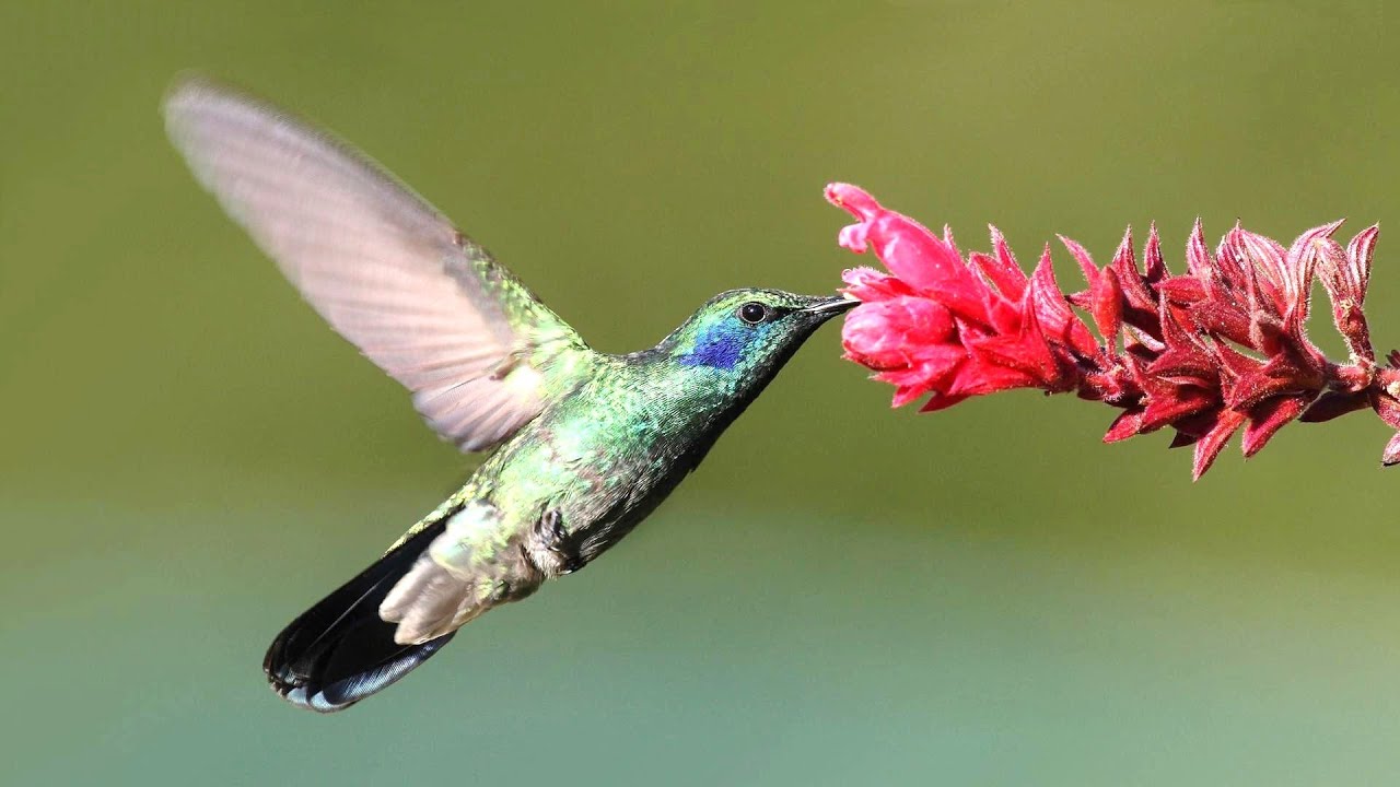 El Colibrí: ¿Dónde está el colibrí?