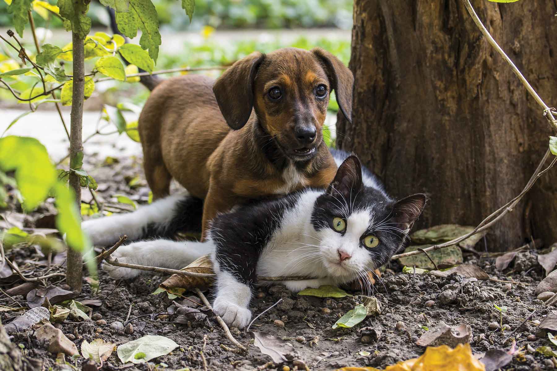 2 de marzo, día de adopción de perros y gatos en Bogotá
