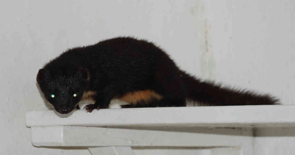 Fotografías revelan a una comadreja que se creía extinta en Colombia
