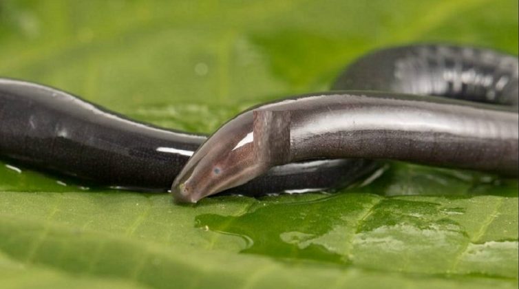 Culebra ciega: nueva especie para Colombia