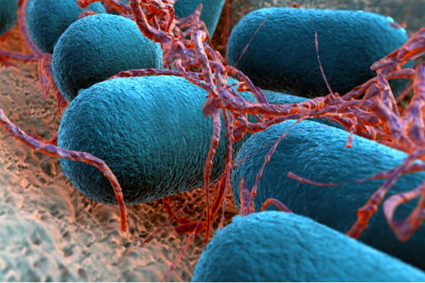 Una enfermedad tan antigua como la historia misma