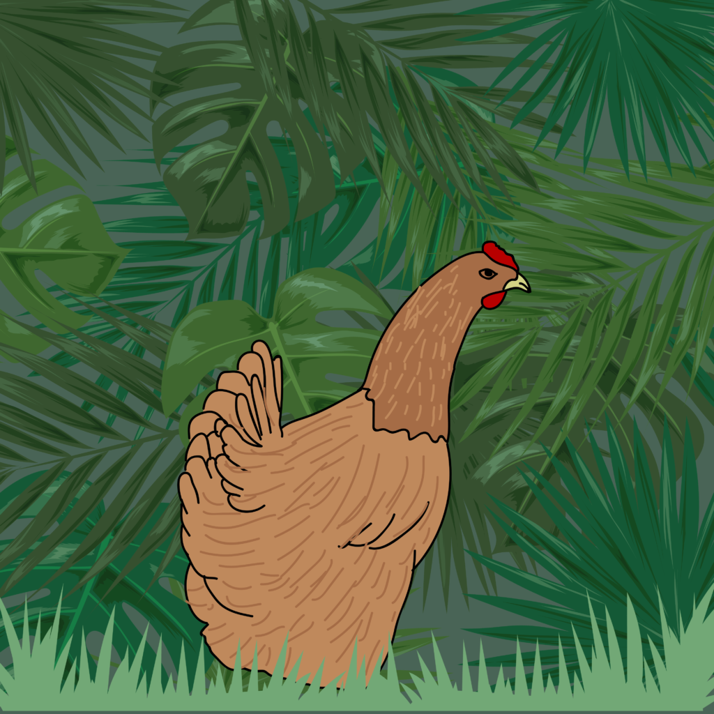 ¡Más Gallina Criolla!