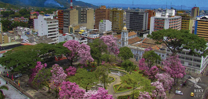 Florecerán nuevos ‘Ocobos’ en Ibagué