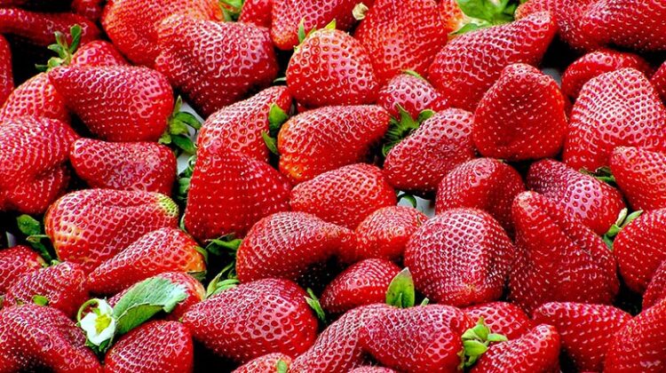 La interesante historia de las fresas