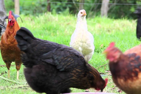 El reto de la Agroecología para un mundo sin hambre, plantas y animales ...