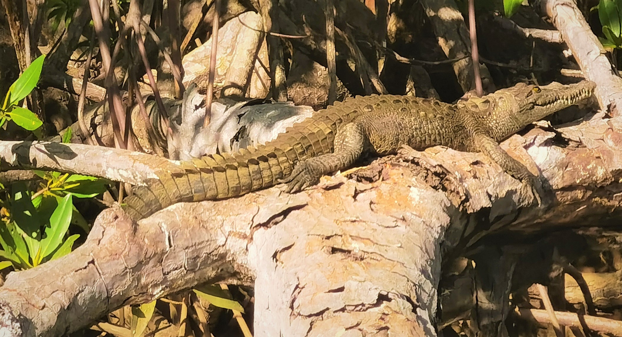 Alerta de extinción: la lucha de la tortuga baula para sobrevivir